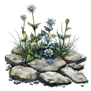 Flowers in Cobble Stones Clipart Bundle, 16 High-quality JPG, Craft Art ...