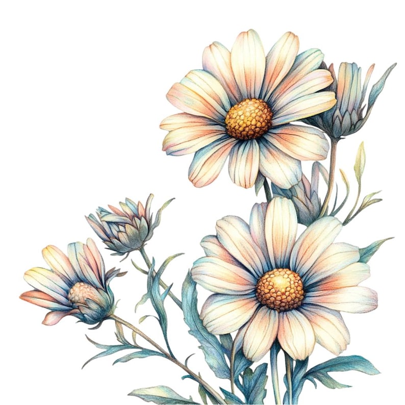 16 Boho Daisy Flower Border Frame Corner Clipart Bundle 16 Transparent ...
