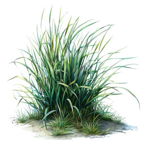 Grass Clump Clipart Bundle, 16 High-quality JPG, Craft Art, Card Making ...
