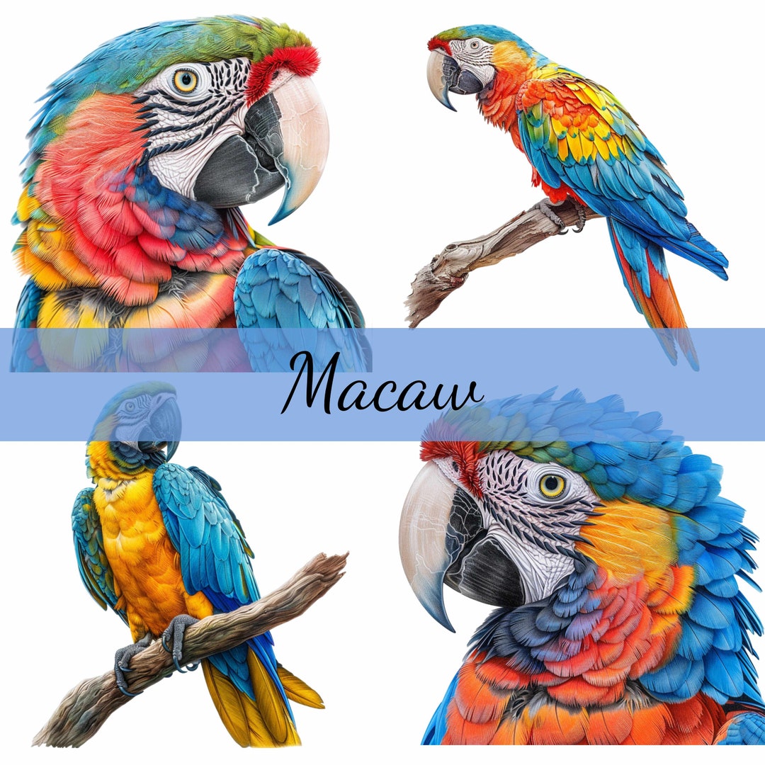 16 Beautiful Macaw Clipart Bundle, 16 High-quality JPG, Craft Art, Card ...