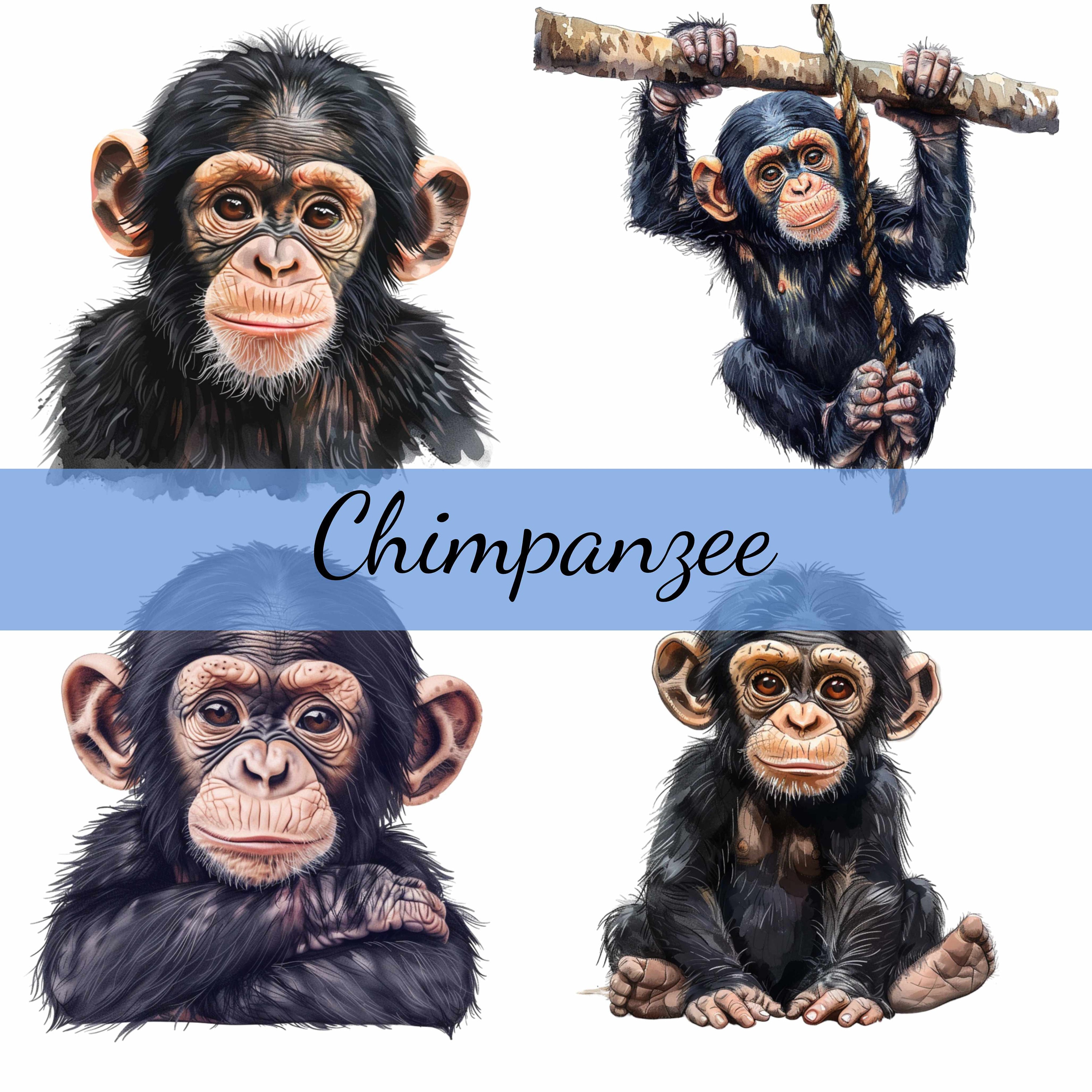 Charming Chimpanzee Clipart Bundle, 15 High-quality JPG, Craft Art ...