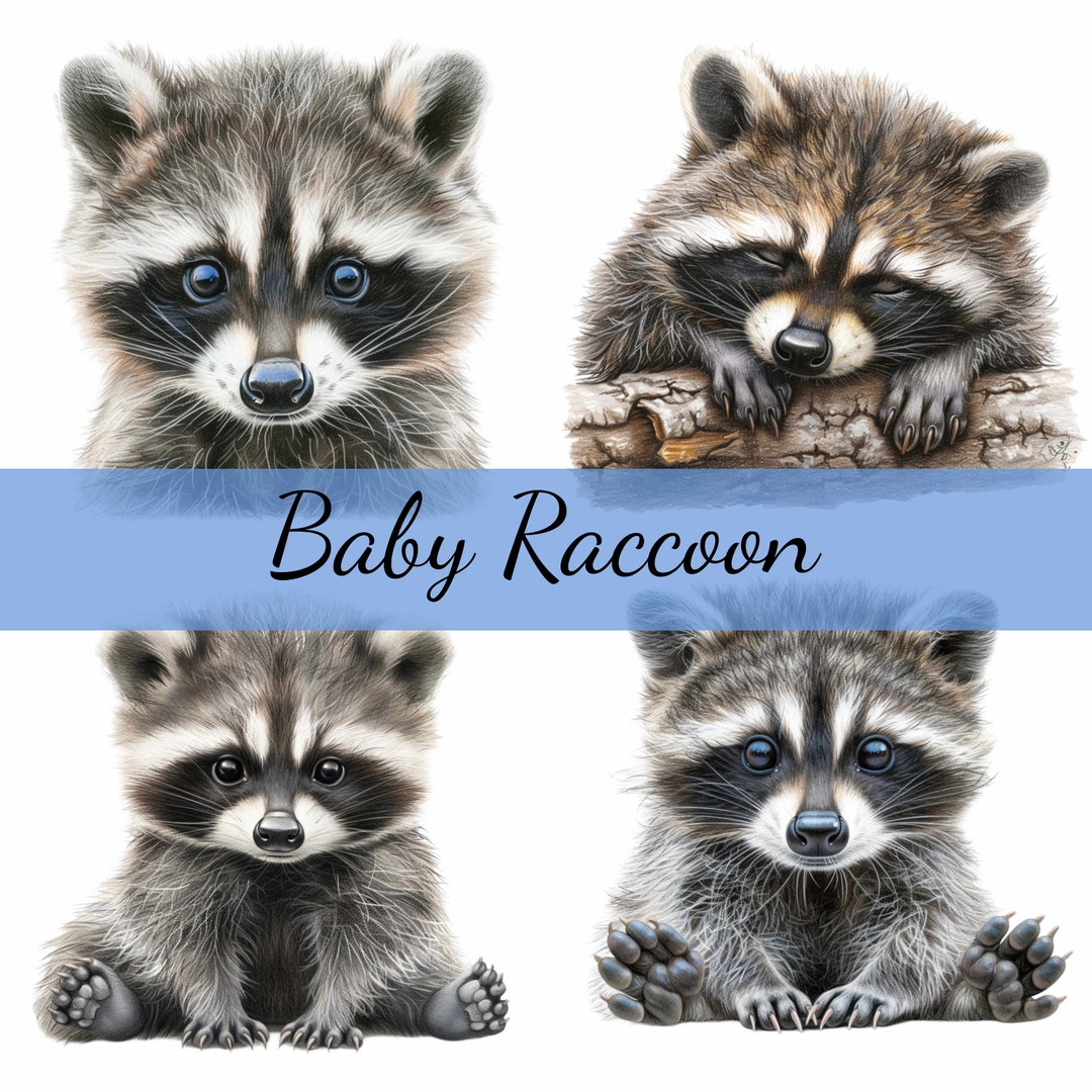 16 Cute Baby Raccoon Clipart Bundle, 16 High-quality JPG, Craft Art ...