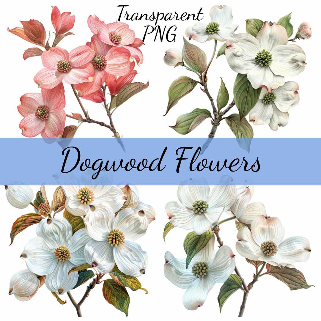 16 Dogwood Tree Flower Clipart Bundle 16 Transparent PNG Download, Card ...