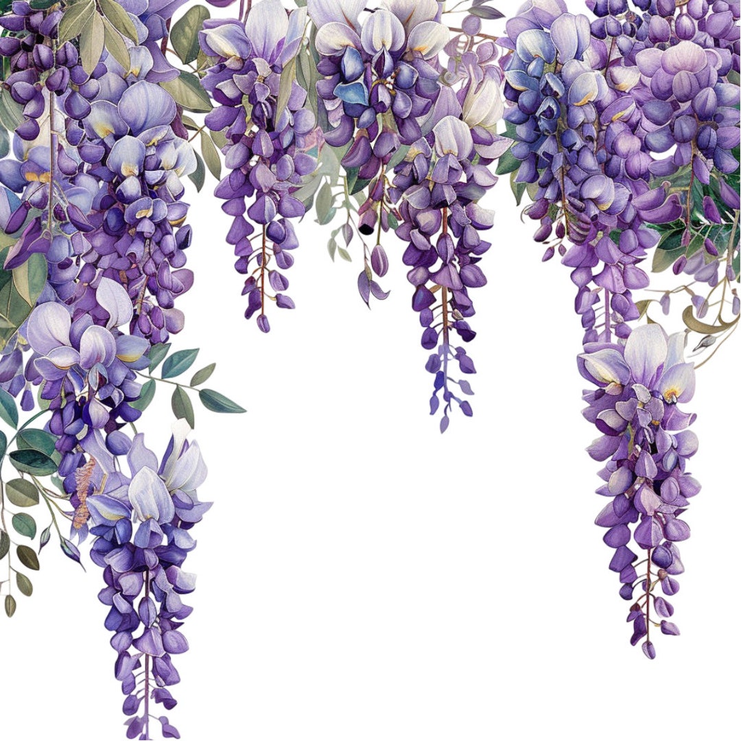Wisteria Flower Frame Clipart Bundle, 14 High-quality JPG, Craft Art ...