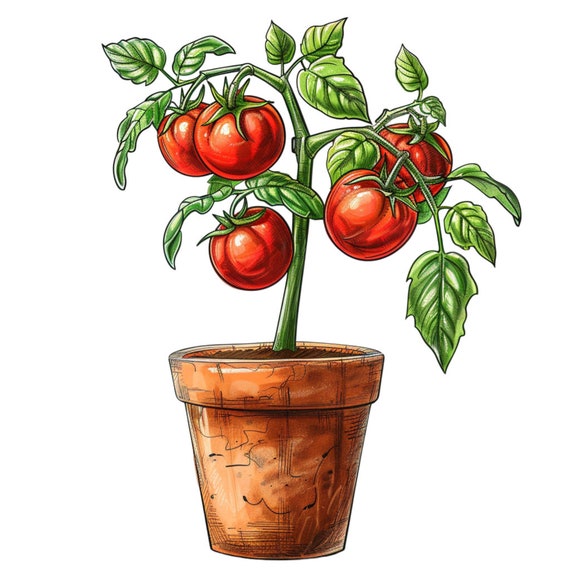 Tomato Plant Clip Art