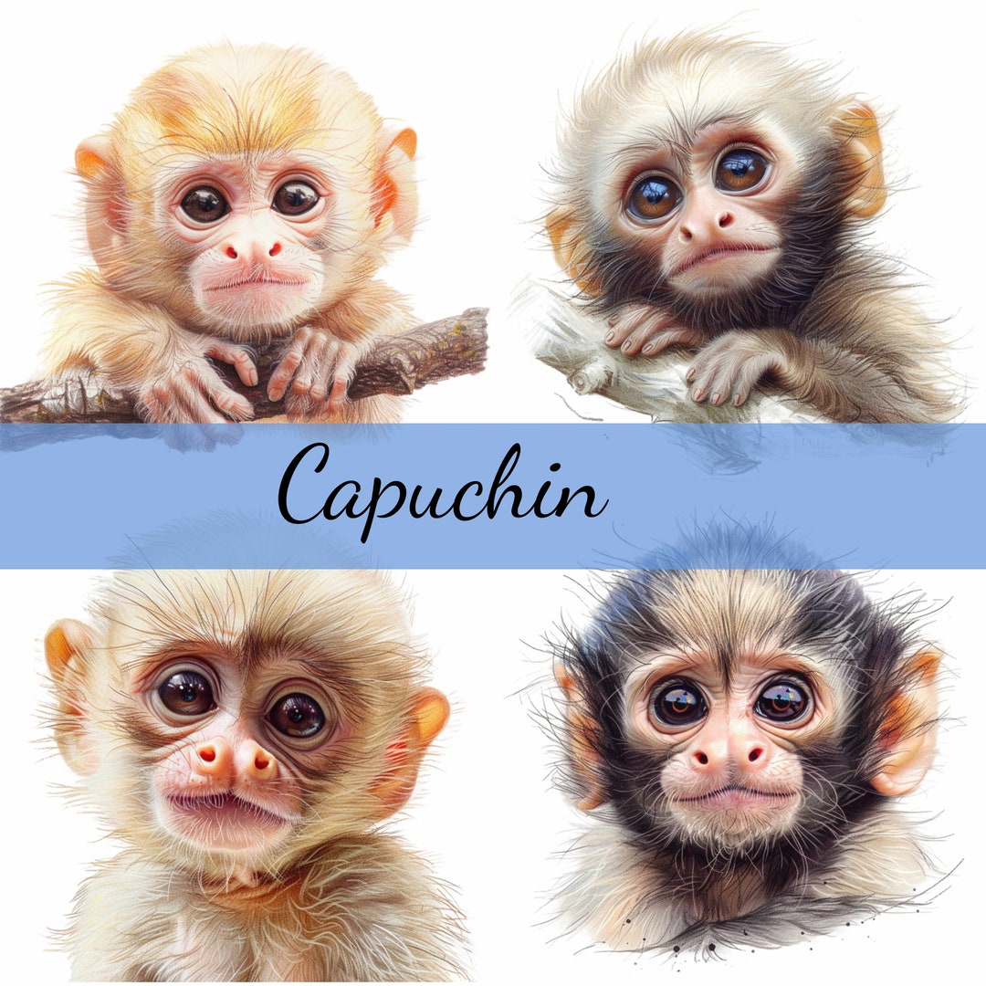 15 Capuchin Monkey Clipart Bundle, 15 High-quality JPG, Craft Art, Card ...