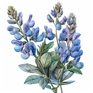 False Indigo Purple Blue Flower Clipart Bundle, 16 High-quality JPG ...