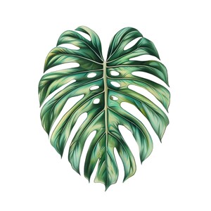 Monstera Plant Leaf Clipart Bundle, 16 High-quality JPG, Craft Art ...