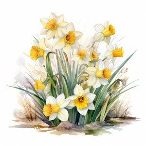 16 Daffodil Bunches Clipart Bundle, High-quality JPG, Craft Art, Card ...