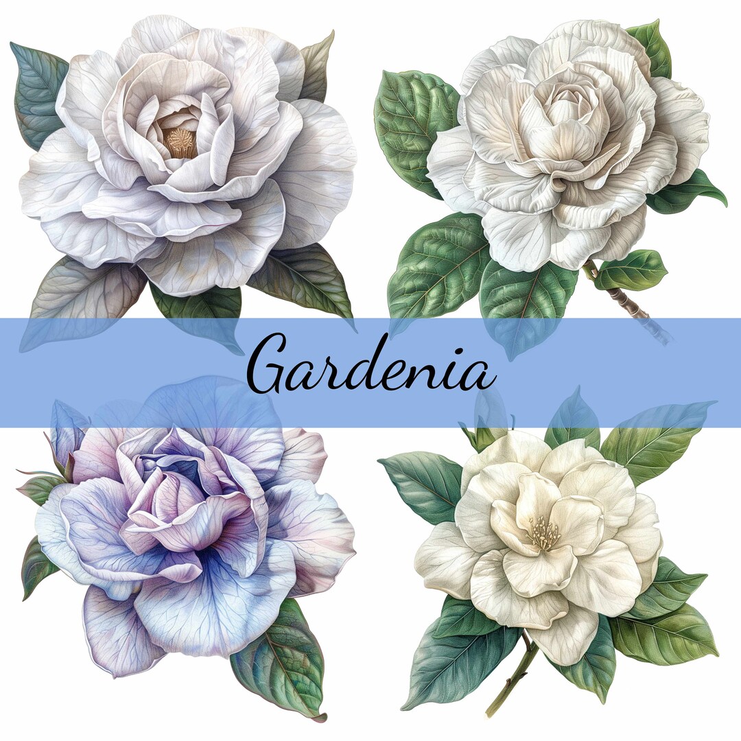 White Gardenia Flower Clipart Bundle, 16 High-quality JPG, Craft Art ...