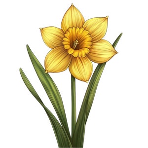 16 Single Daffodil Flower Clipart Bundle, 16 High-quality JPG, Craft ...