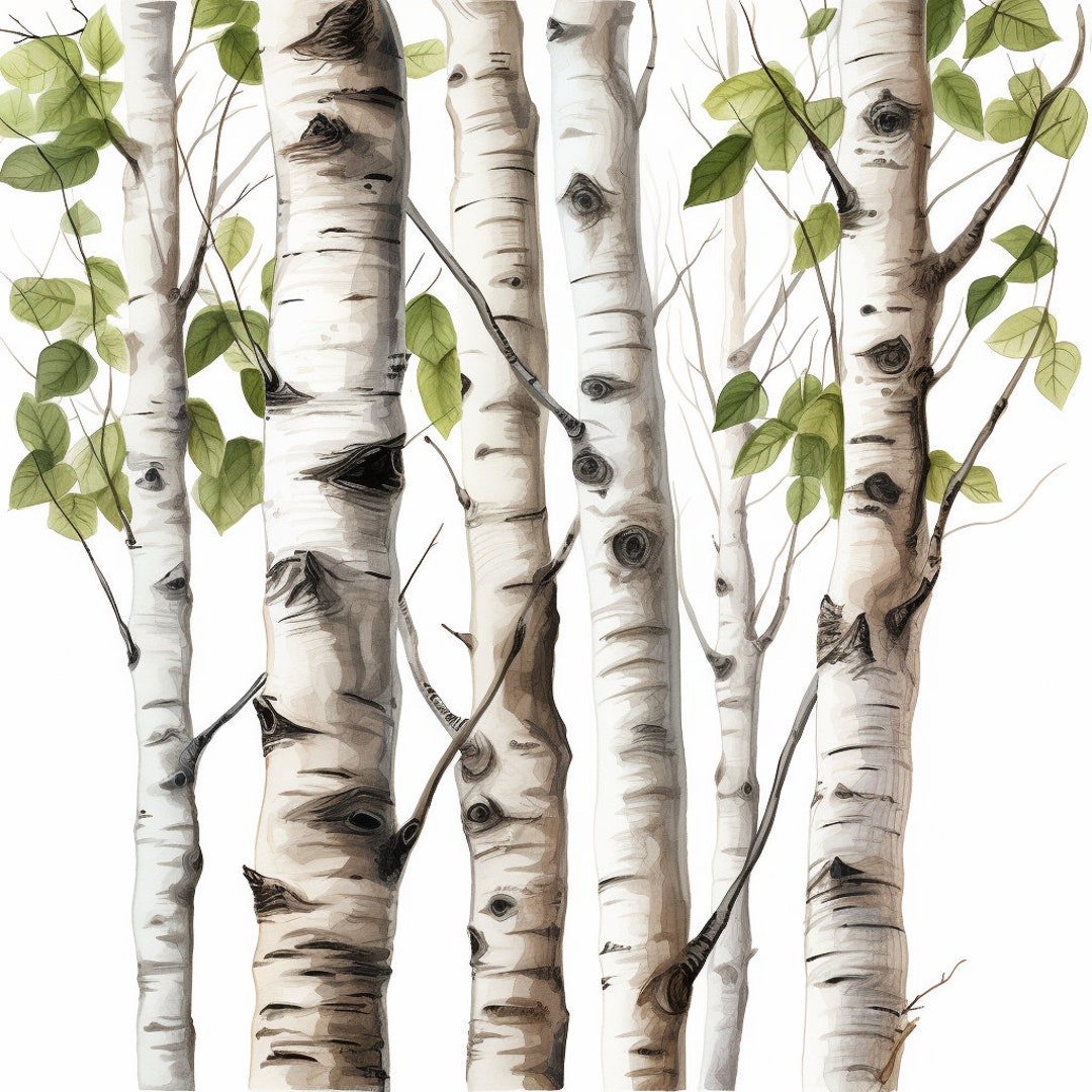 Close up Birch Tree Trunks Clipart Bundle, High-quality JPG, Craft Art ...