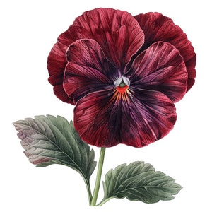 Single Pansy Flower With Stem Clipart Bundle, 16 High-quality JPG ...