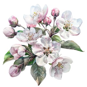 Apple Blossomflowers Clipart Bundle, 16 High-quality JPG, Craft Art ...