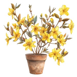 Yellow Forsythia in Flower Pots Clipart Bundle, 16 High-quality JPG ...