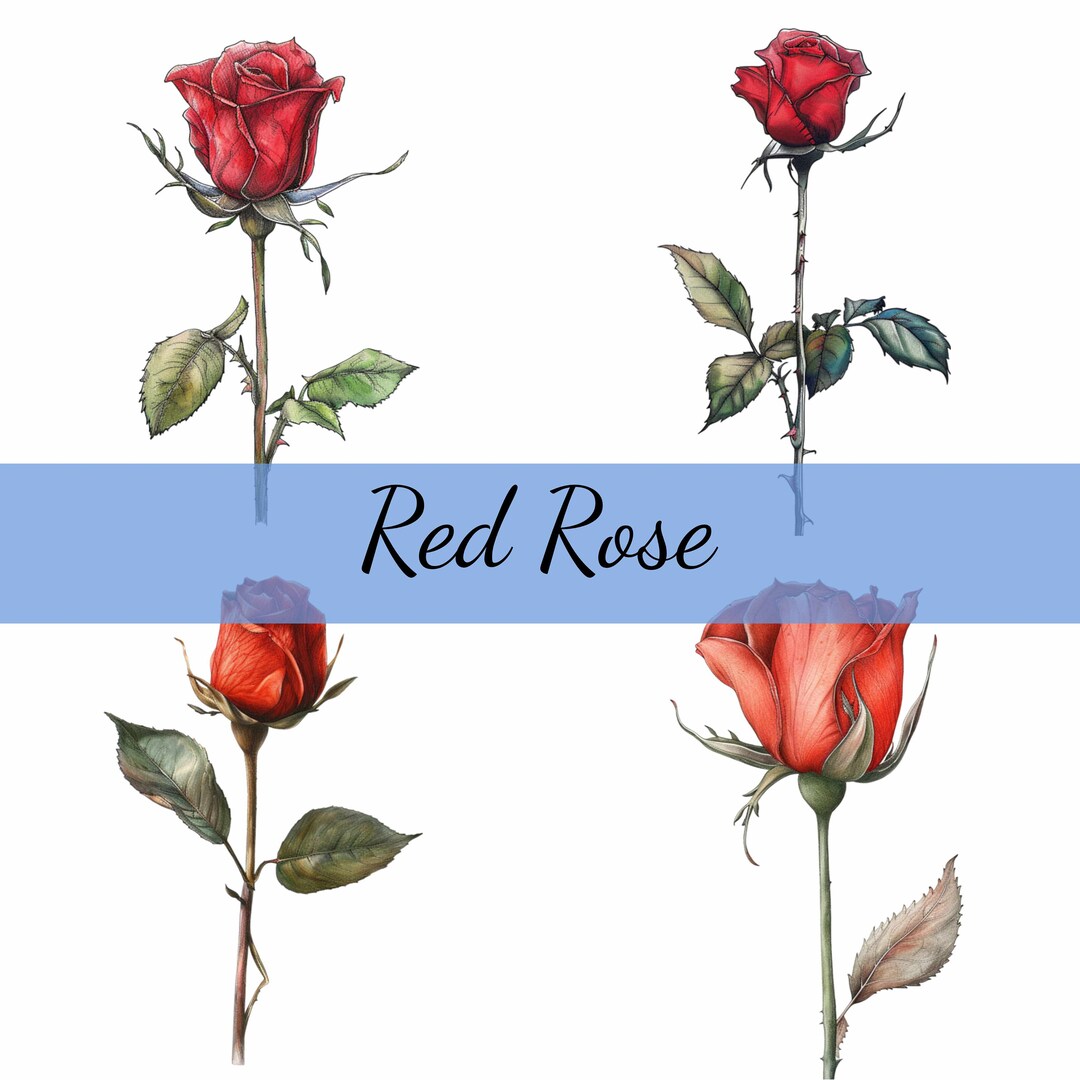 16 Red Rose Stem Clipart Bundle, 16 High-quality JPG, Craft Art, Card ...