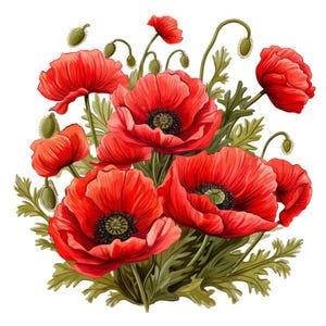 16 Red Poppy Flower Design Clipart Bundle 16 Transparent PNG Download ...