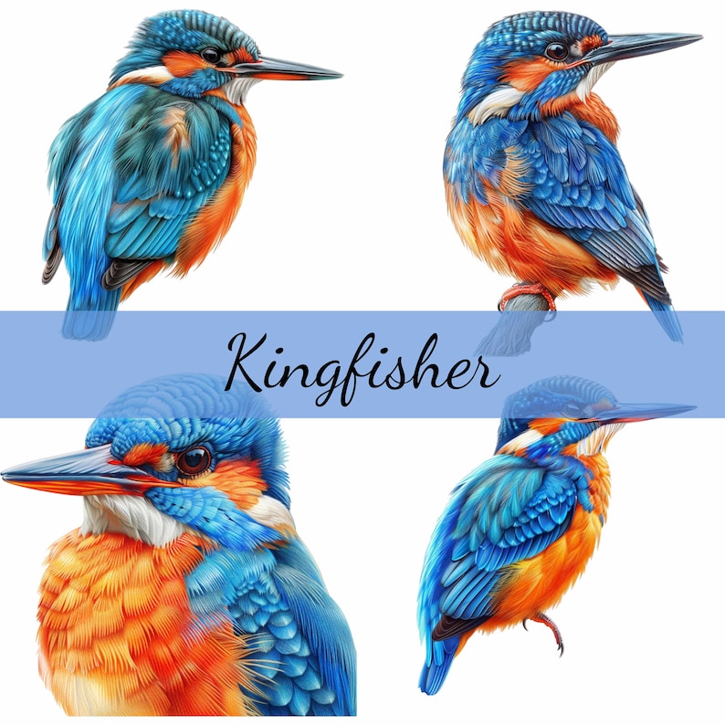 Beautiful Kingfisher Bird Clipart Bundle, 16 High-quality JPG, Craft ...