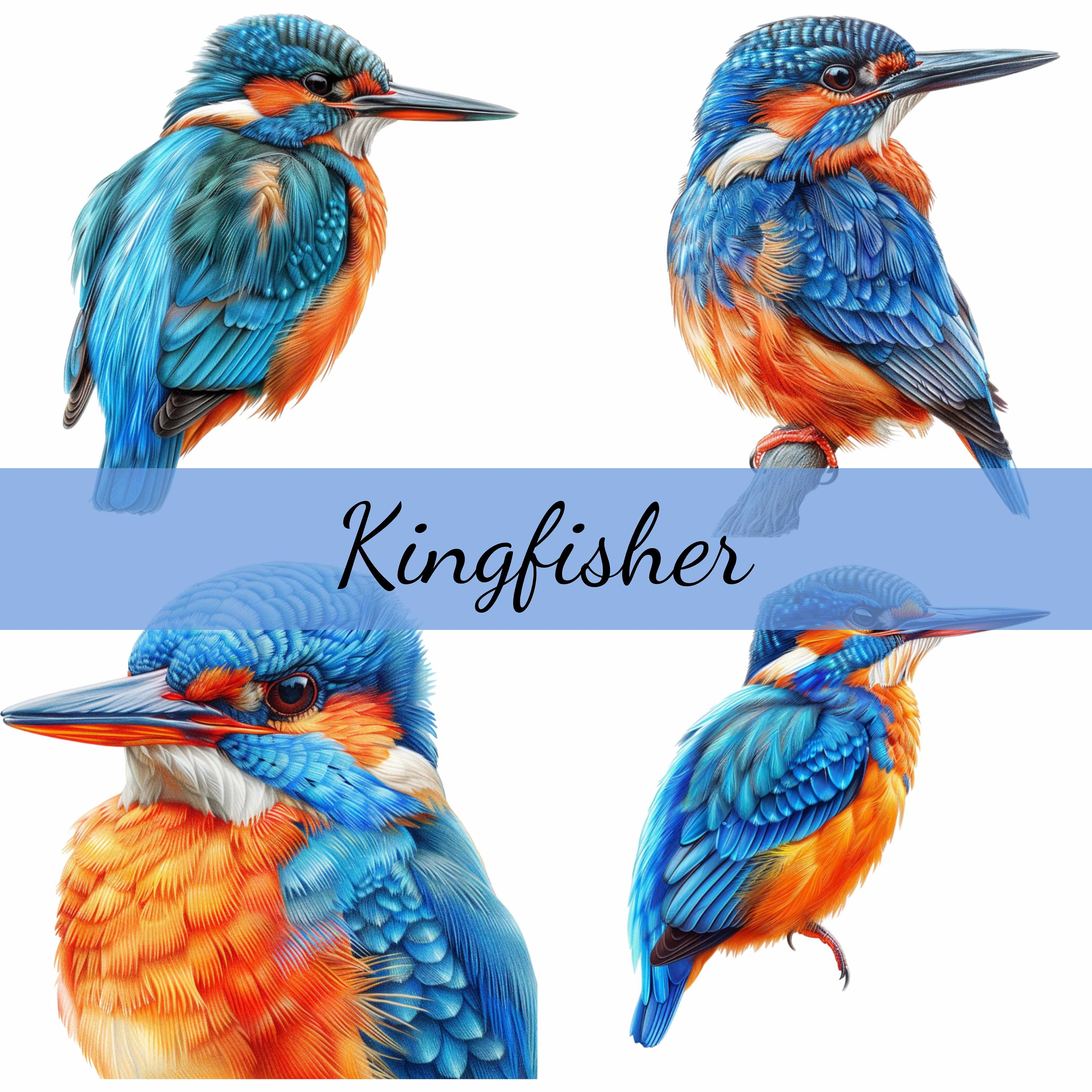 Beautiful Kingfisher Bird Clipart Bundle, 16 High-quality JPG, Craft ...