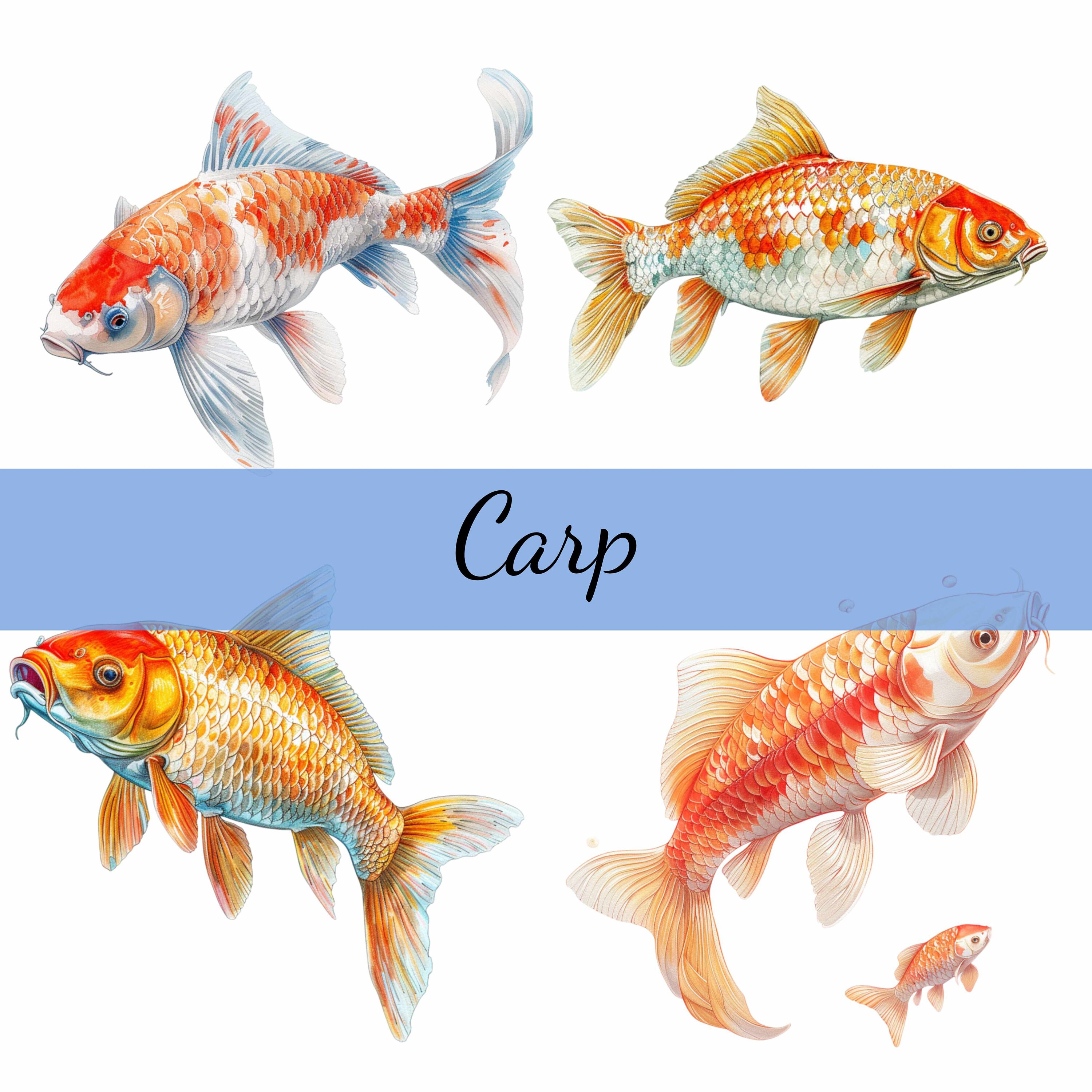 Carp Fish Swimming Clipart Bundle, 16 High-quality JPG, Craft Art, Card ...