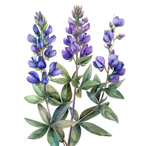 False Indigo Purple Blue Flower Clipart Bundle, 16 High-quality JPG ...