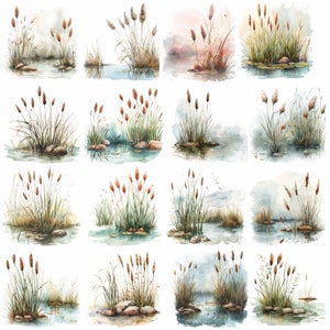 16 Cattails and Reeds in Water Pond Clipart Bundle, 16 High-quality JPG ...