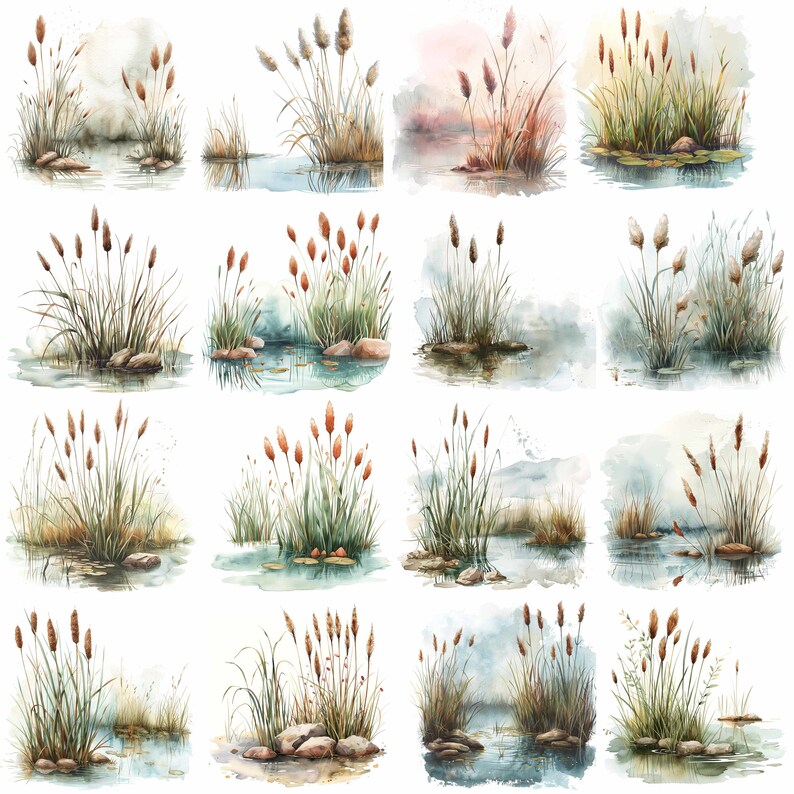 Cattails and Reeds in Water Pond Clipart Bundle, 16 High-quality JPG ...