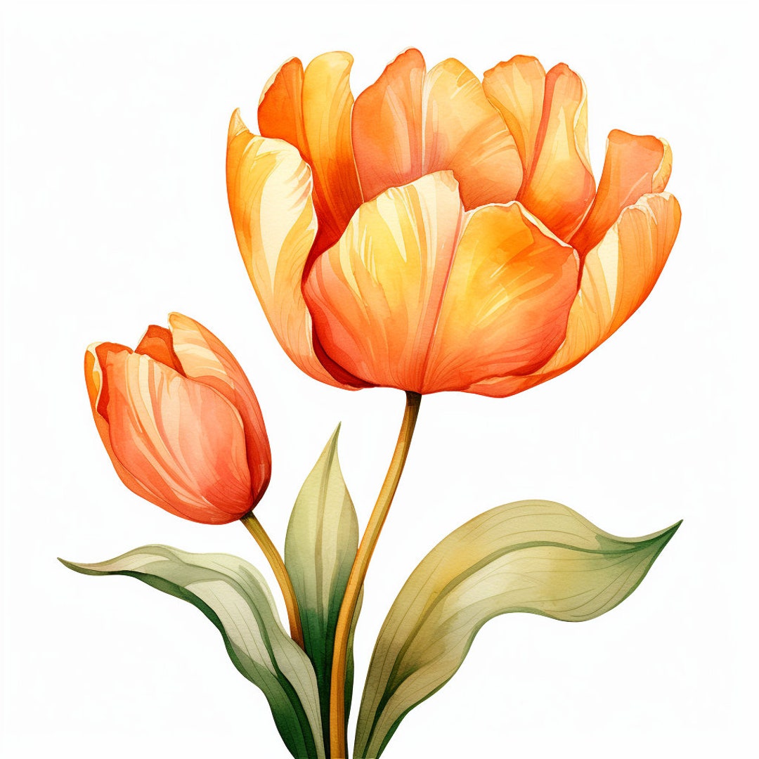 Peach Orange Tulips Clipart Bundle, High-quality JPG, Craft Art, Card ...