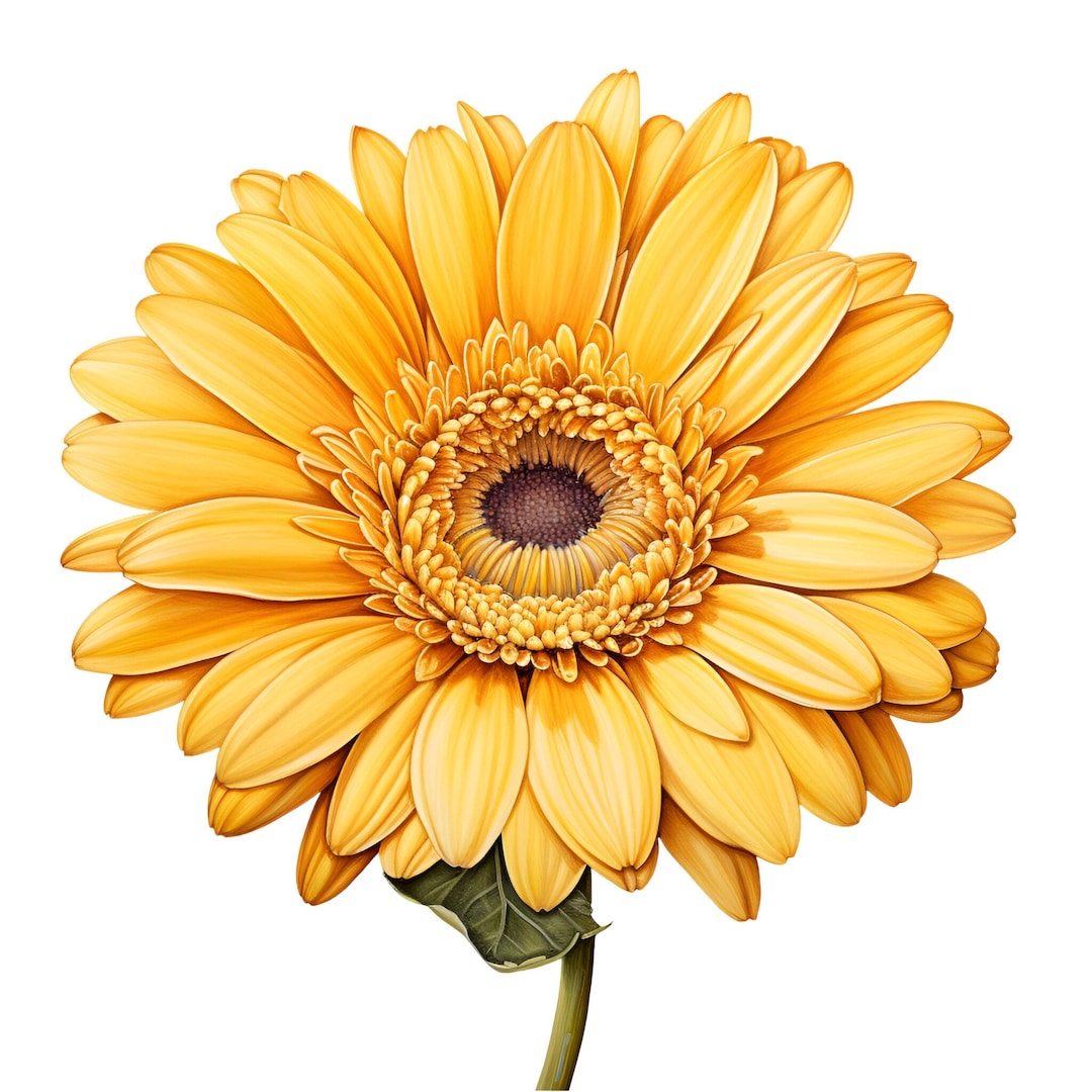 16 Yellow Gerbera Daisy Flowers Clipart Bundle, High-quality JPG, Craft ...