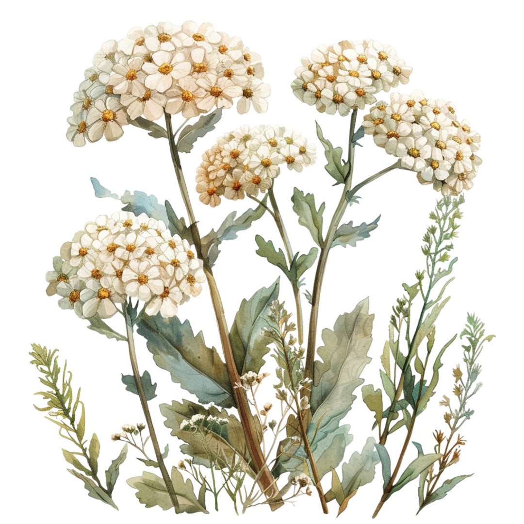 Yarrow White Yellow Flowers Clipart Bundle, 16 High-quality JPG, Craft ...