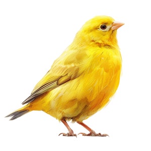 Canary Bird on A Tree Branch Clipart Bundle, 16 High-quality JPG, Craft ...