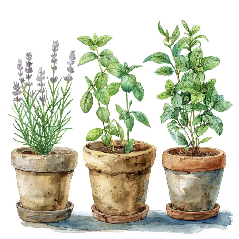15 Herbs in a Line of Pots Clipart Bundle, 15 High-quality JPG, Craft ...