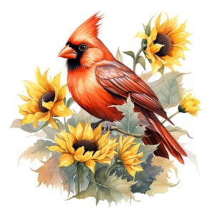 15 Cardinal Bird on a Flower Tree Branch Clipart Bundle 15 Transparent ...