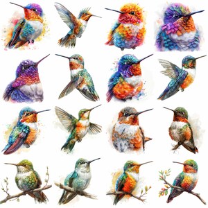 Chubby Fluffy Hummingbird Clipart Bundle, 16 High-quality JPG, Craft ...