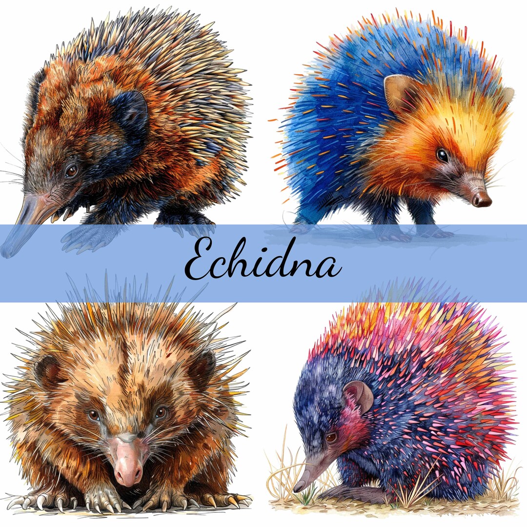 Adorable Echidna Clipart Bundle, 15 High-quality JPG, Craft Art, Card ...