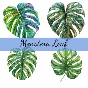 Monstera Plant Leaf Clipart Bundle, 16 High-quality JPG, Craft Art ...