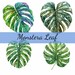 Monstera Plant Leaf Clipart Bundle, 16 High-quality JPG, Craft Art ...