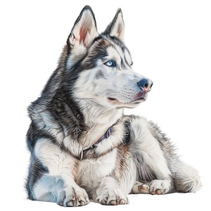 Cute Husky Clipart Bundle, 16 High-quality JPG, Craft Art, Card Making ...