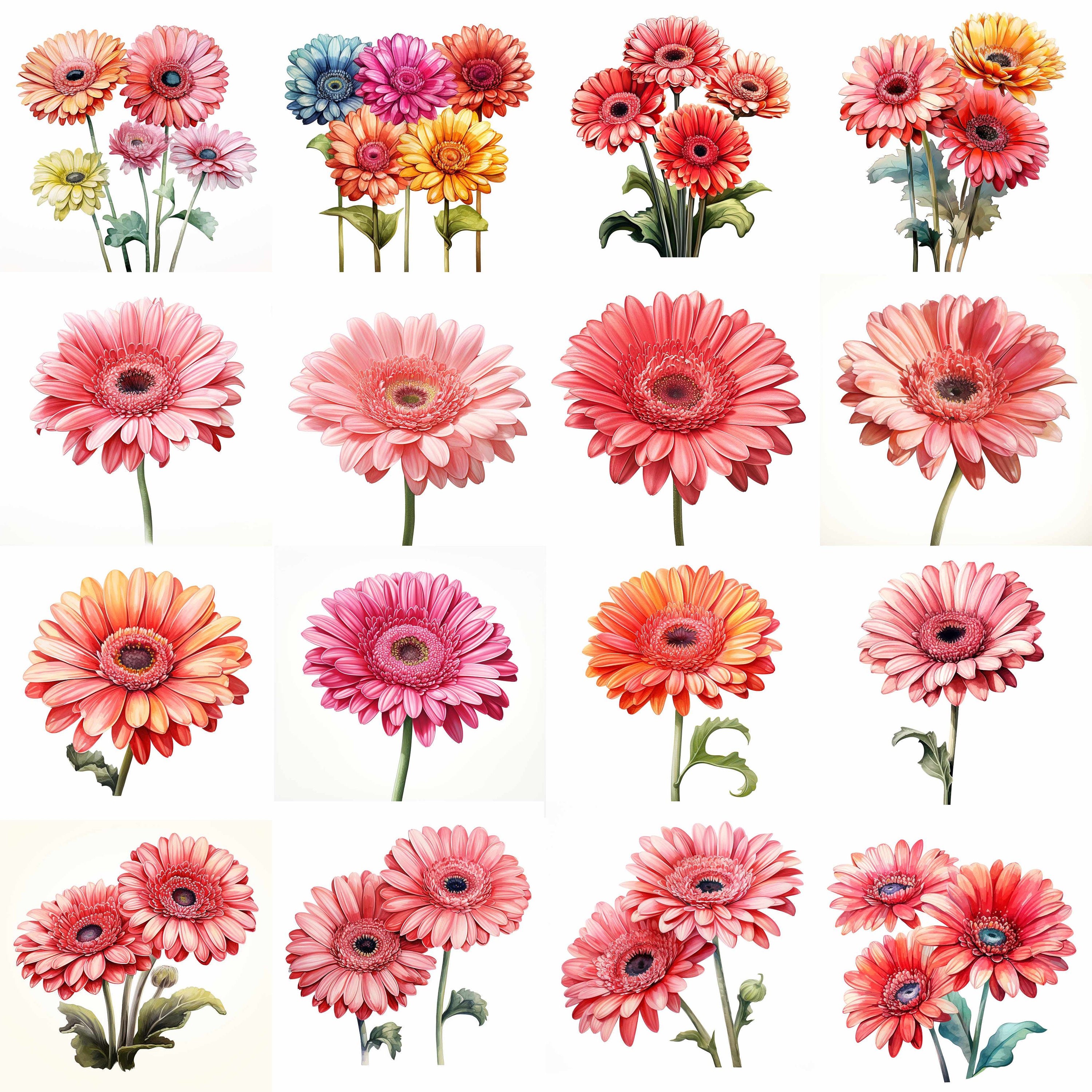 16 Gerbera Daisy Flowers Clipart Bundle, High-quality JPG, Craft Art ...