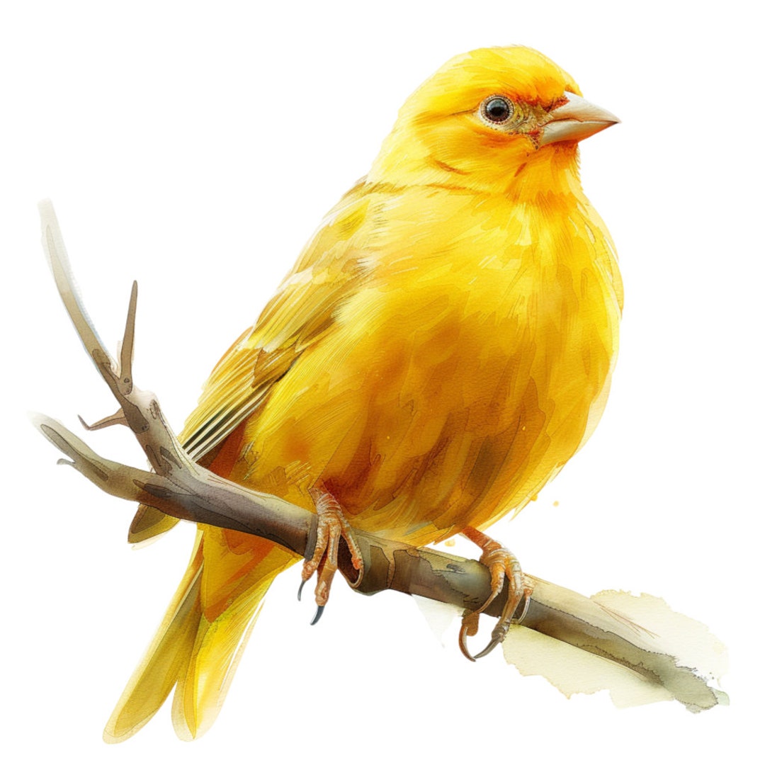 Canary Bird on A Tree Branch Clipart Bundle, 16 High-quality JPG, Craft ...