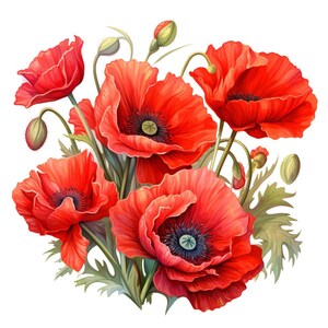 16 Red Poppy Flower Design Clipart Bundle 16 Transparent PNG Download ...