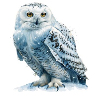 Snow Owl Clipart Bundle,12 High-quality JPG, Craft Art, Card Making ...