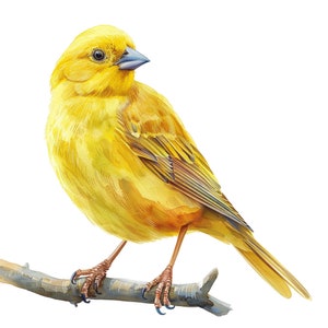 Canary Bird on A Tree Branch Clipart Bundle, 16 High-quality JPG, Craft ...