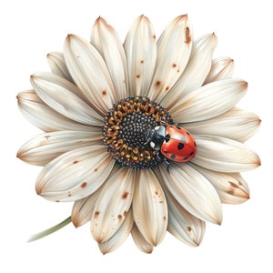 Ladybug on White Daisy Flower Clipart Bundle, 14 High-quality JPG ...
