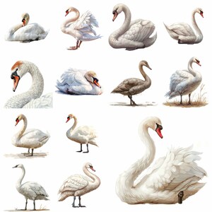 Beautiful Swan Clipart Bundle, 12 High-quality JPG, Craft Art, Card ...