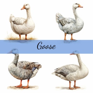 Pretty Goose Clipart Bundle, 15 High-quality JPG, Craft Art, Card ...