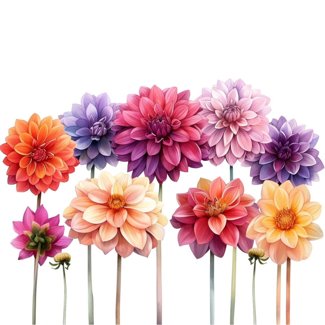 16 Dahlia Flowers in a Row Clipart Bundle, 16 High-quality JPG, Craft ...