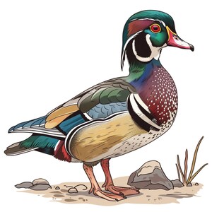 Wood Duck in Reeds Flowers Clipart Bundle, 15 High-quality JPG, Craft ...