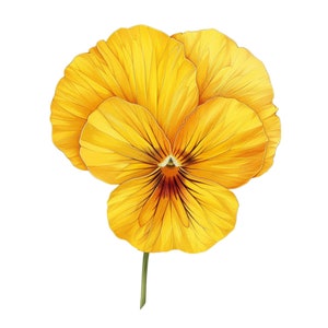 Single Pansy Flower With Stem Clipart Bundle, 16 High-quality JPG ...
