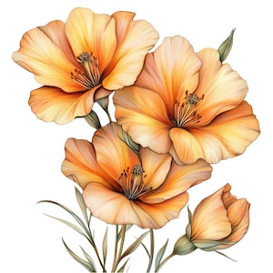 Orange Flowers Clipart Bundle, 16 JPG and Transparent PNG Download ...